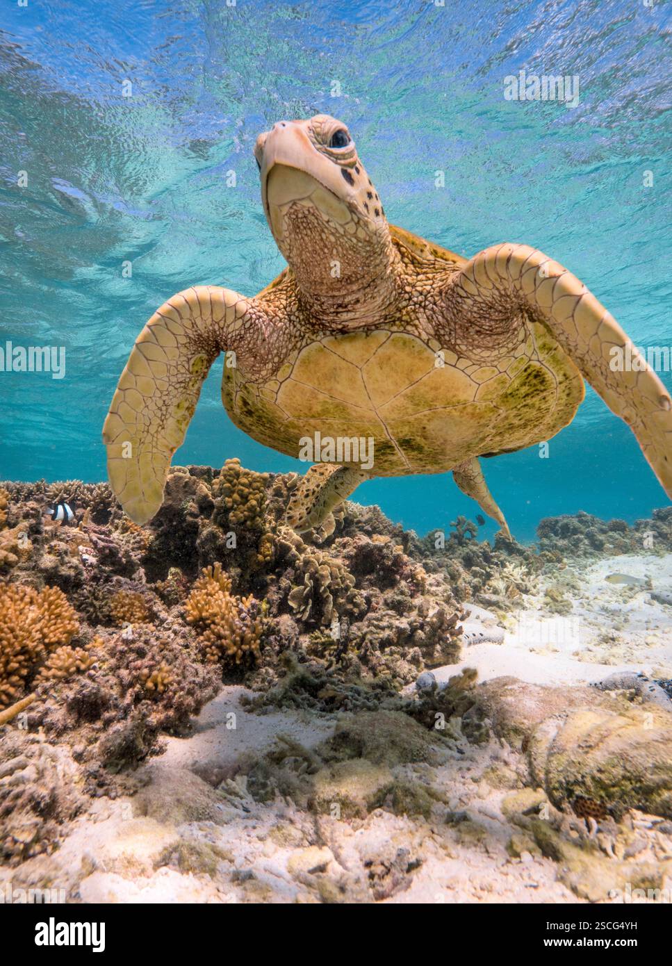 Turtle swimming at Lady Elliot Island on the Great Barrier Reef Stock ...