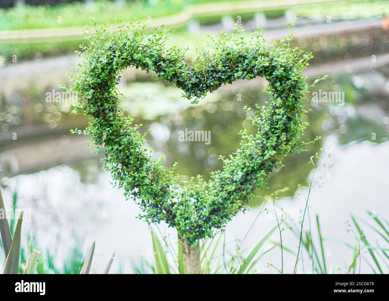 A heart-shaped plant Stock Photo - Alamy