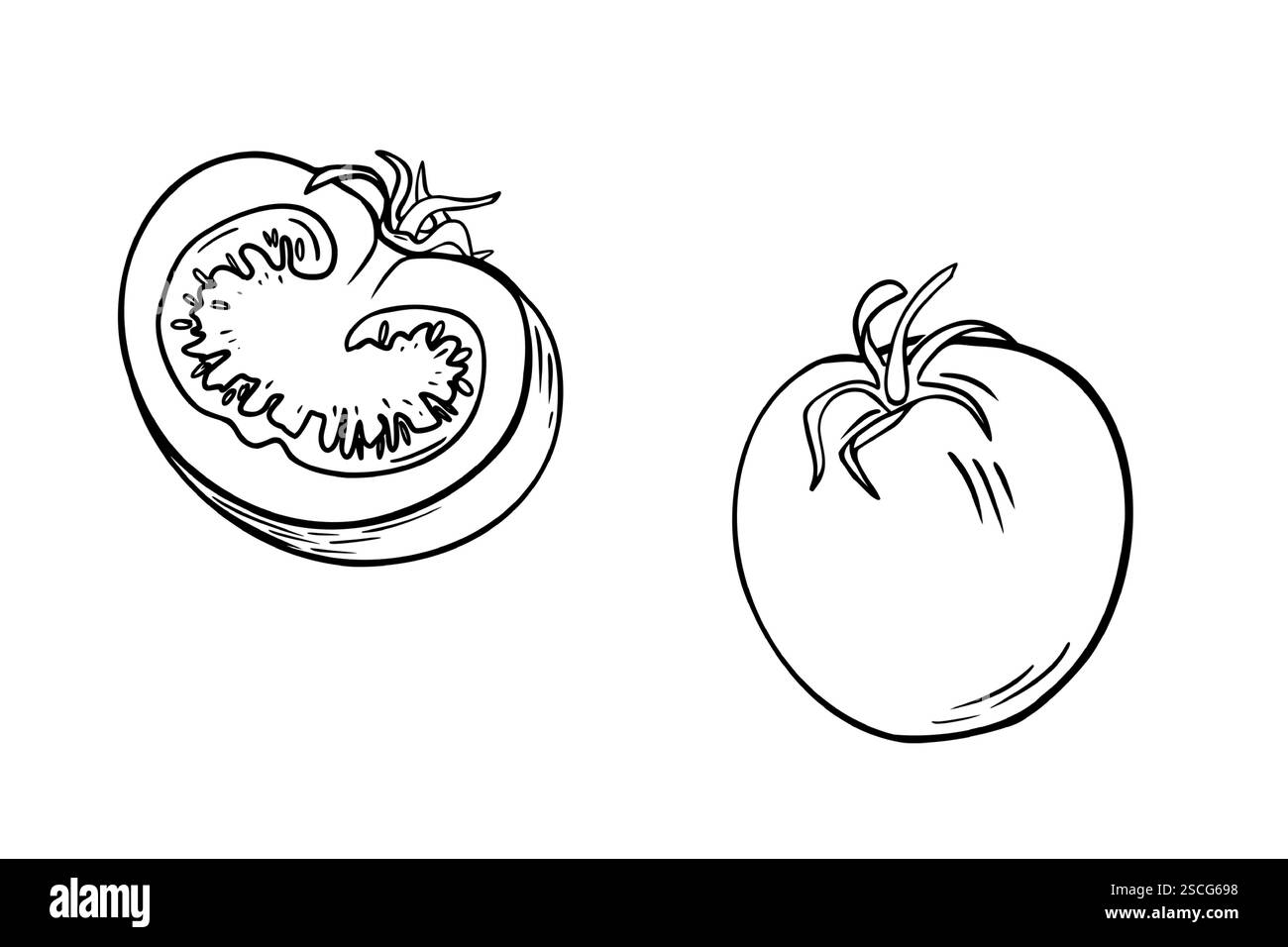 Tomato whole and half black white vector illustration. Tomato ...