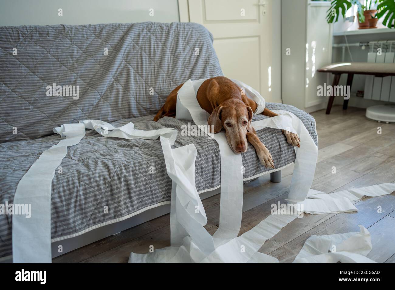 Sad bored naughty dog lies on couch, surrounded by unraveled paper ...