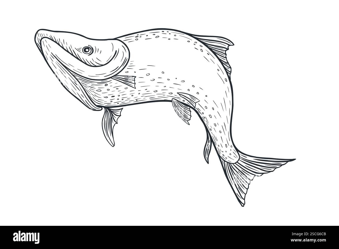 Sea fish swimming black white vector illustration. Salmon monochrome ...