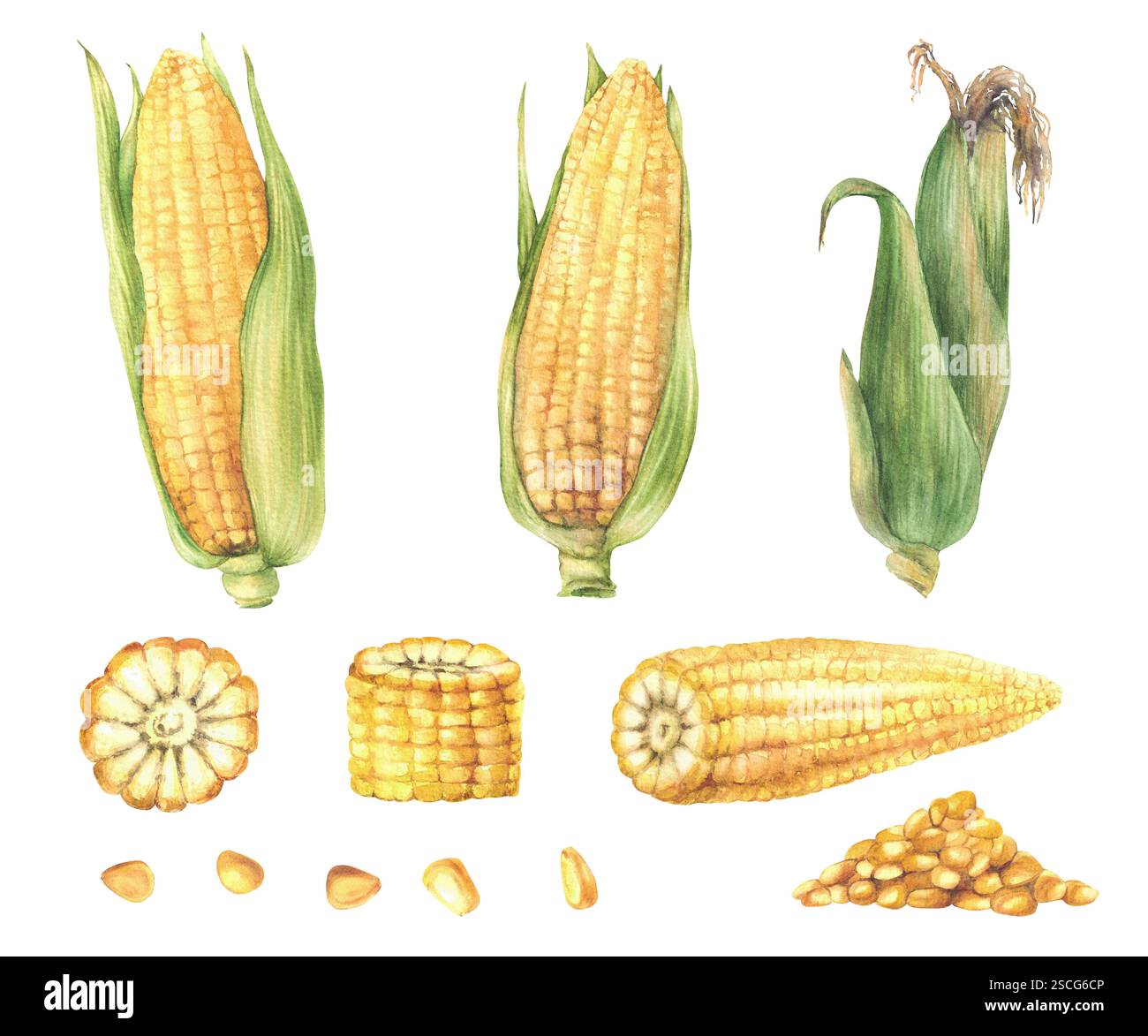 Corn, golden maize set. Natural vegetables bunch of sweet corns cobs ...