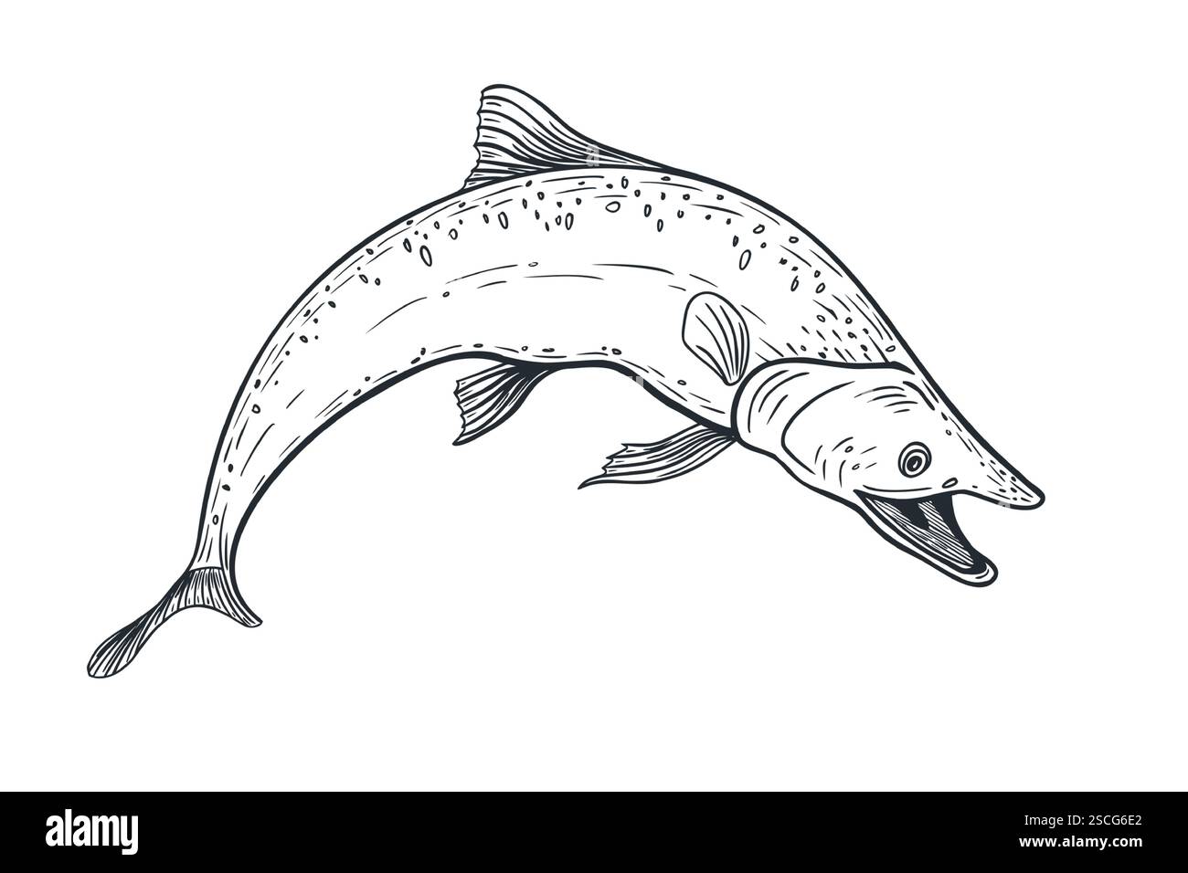 Single salmon black white vector illustration. Trout monochrome sketch ...
