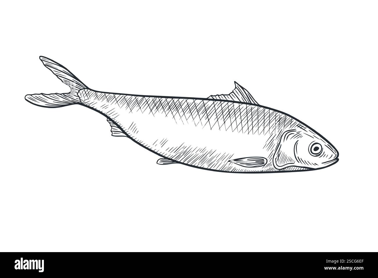 Herring monochrome black white vector illustration. Atlantic fish Shad ...