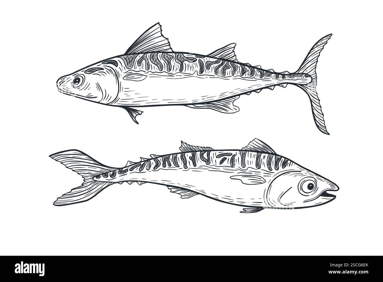 Mackerel black white vector illustration. Bluefish monochrome sketch ...