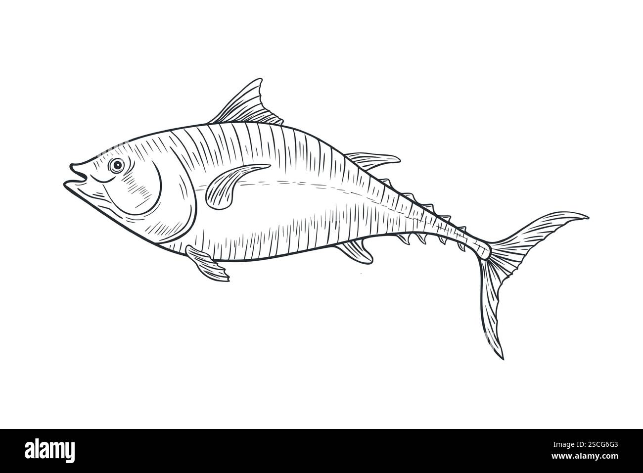 Bluefin tuna fish black white vector illustration. Sea fish engraving ...