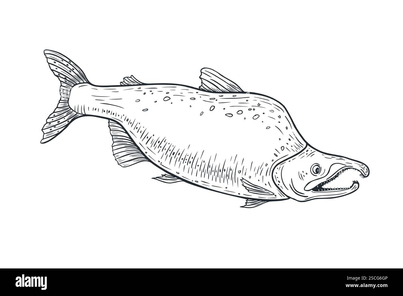 Sockeye Salmon black white vector illustration. Sea fish monochrome ...