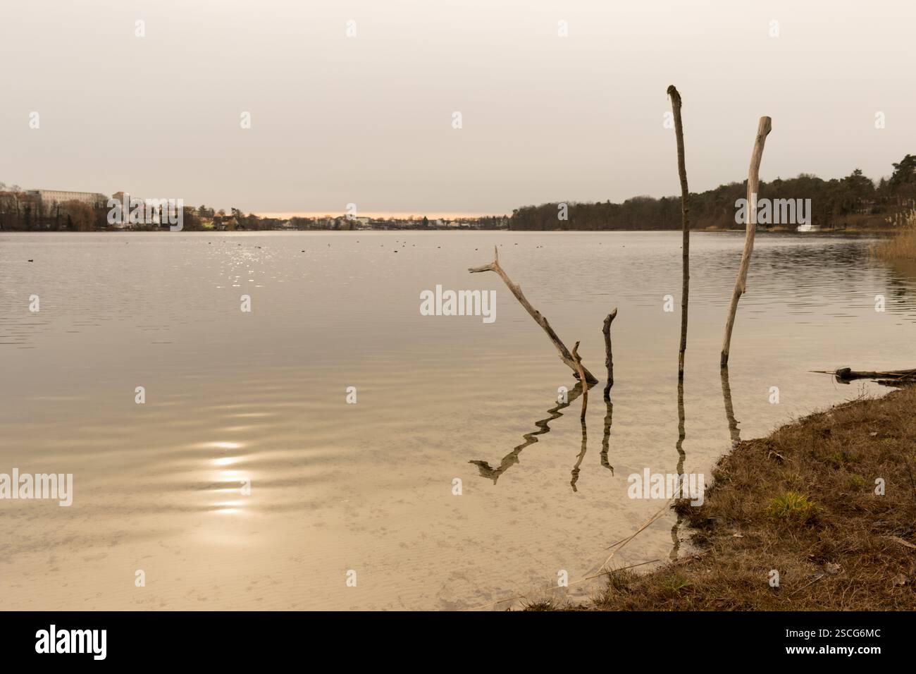 A tranquil scene at Straussee, with calm water reflecting the soft ...