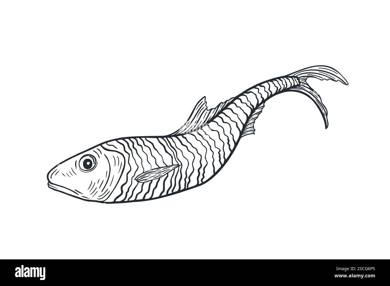 Sardine vector illustration in black and white hand drawn. Herring ...