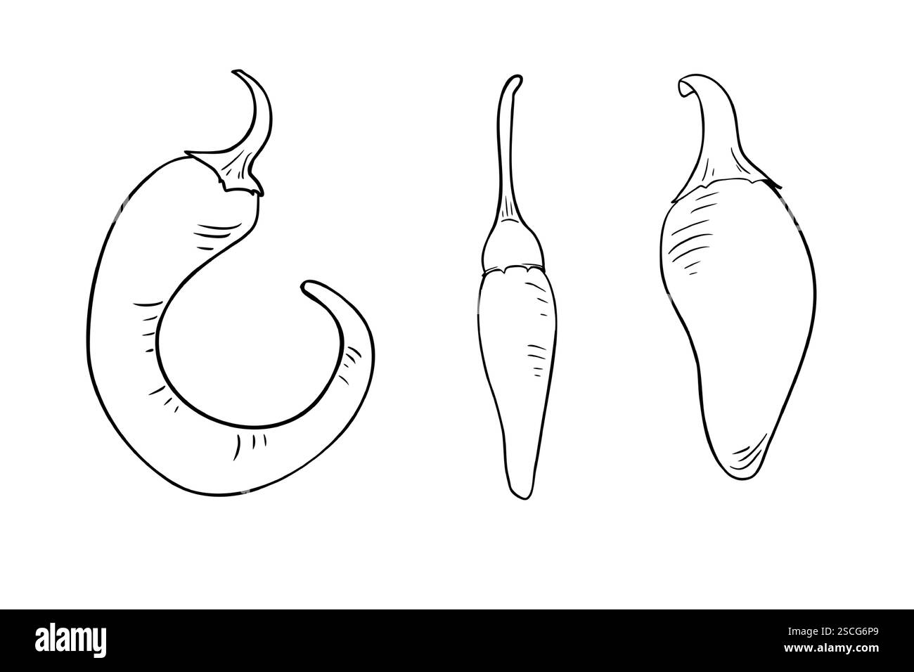 Hot peppers various black white vector illustration. Jalapeno, tabasco ...