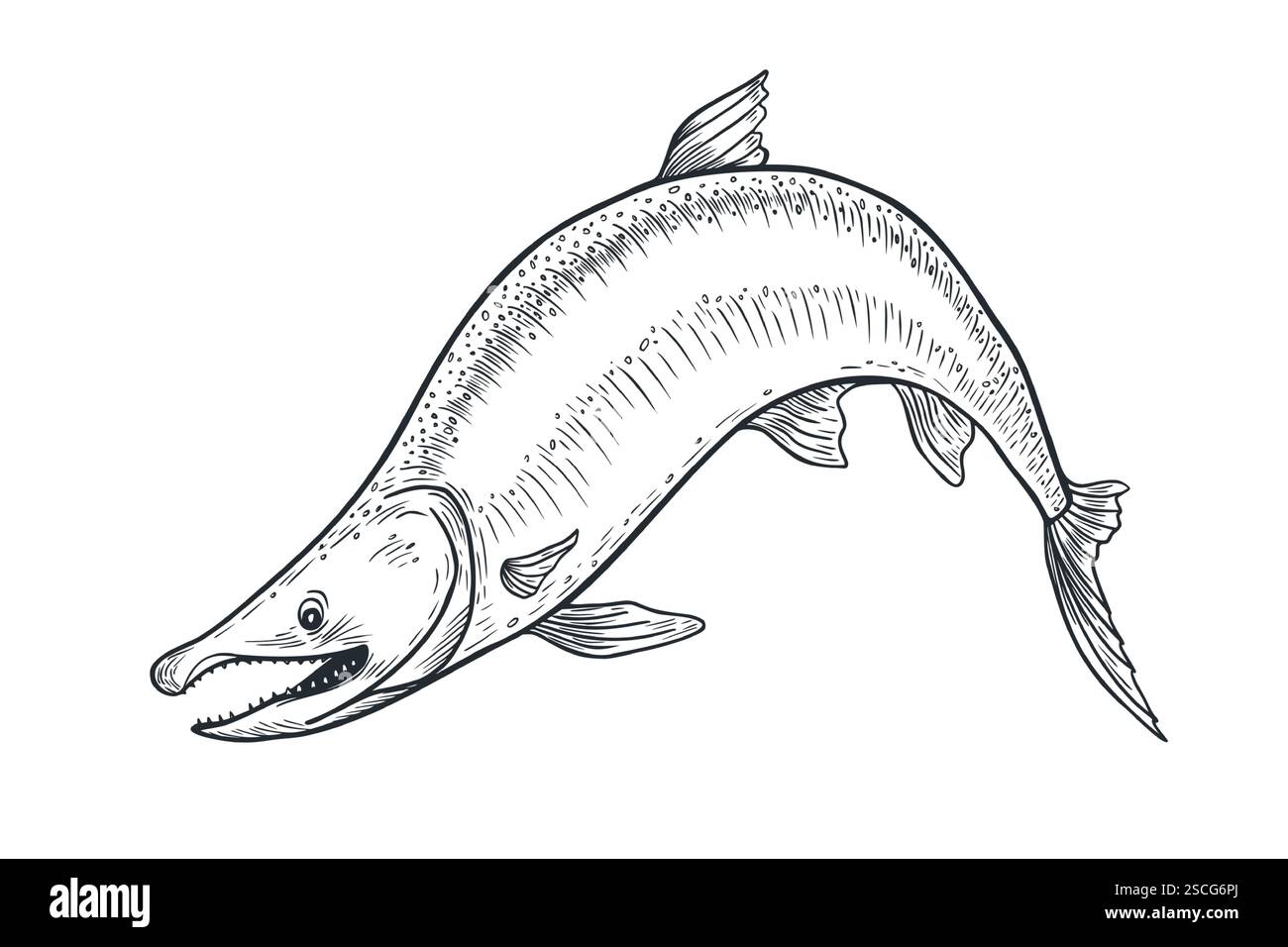 Raw saltwater fish atlantic Stock Vector Images - Alamy