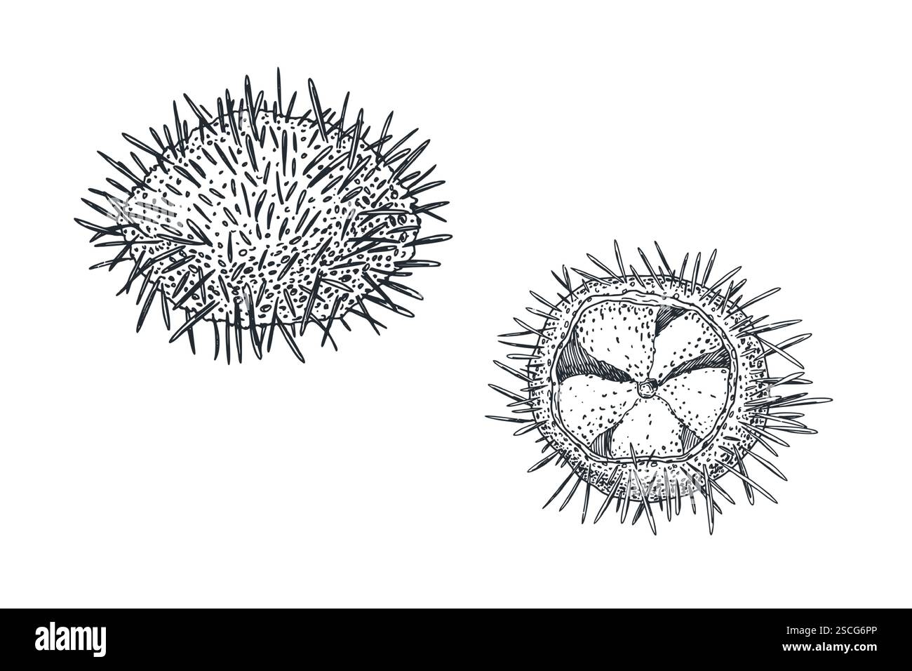 Sea urchin black white vector illustration. Uni seafood engraving ...