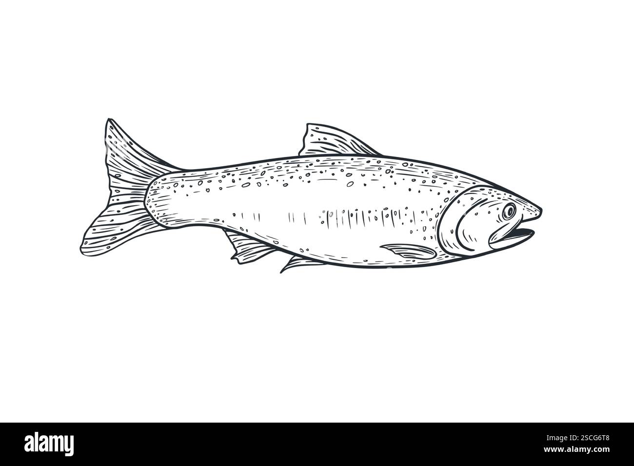 Trout fish black white vector illustration. Salmon monochrome sketch ...