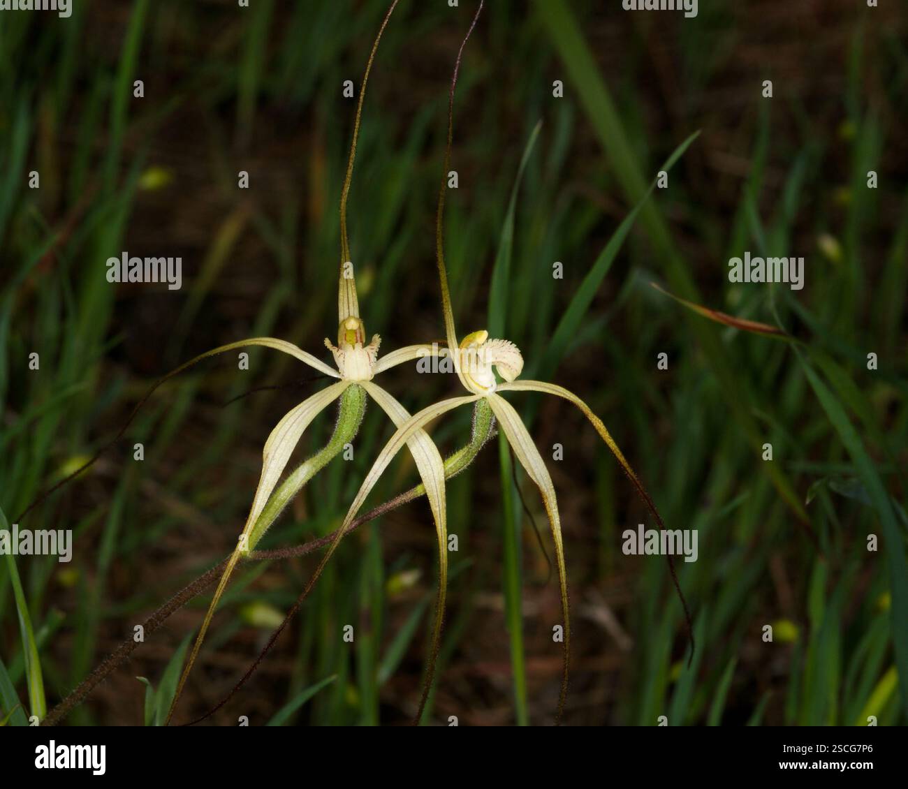 Two flowers of the Yellow spider orchid (Caladenia denticulata ssp ...