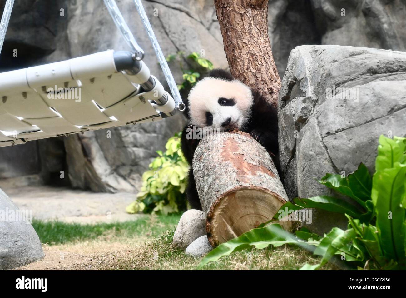 Hong Kong,China.6th February 2025. Hong Kong-born giant panda, an elder ...