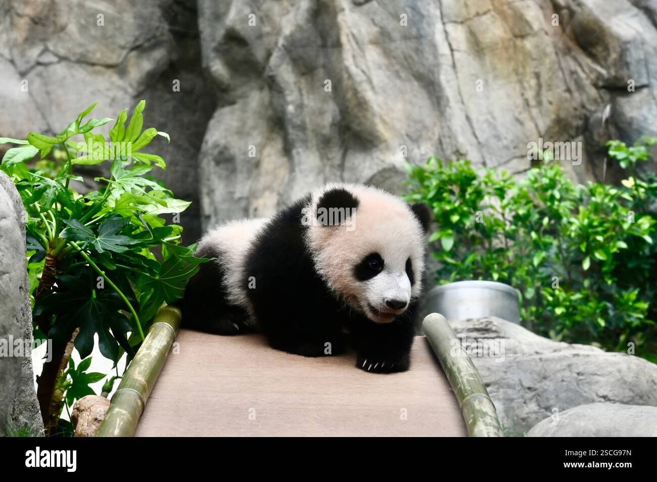 Hong Kong,China.6th February 2025. Hong Kong-born giant panda, a little ...