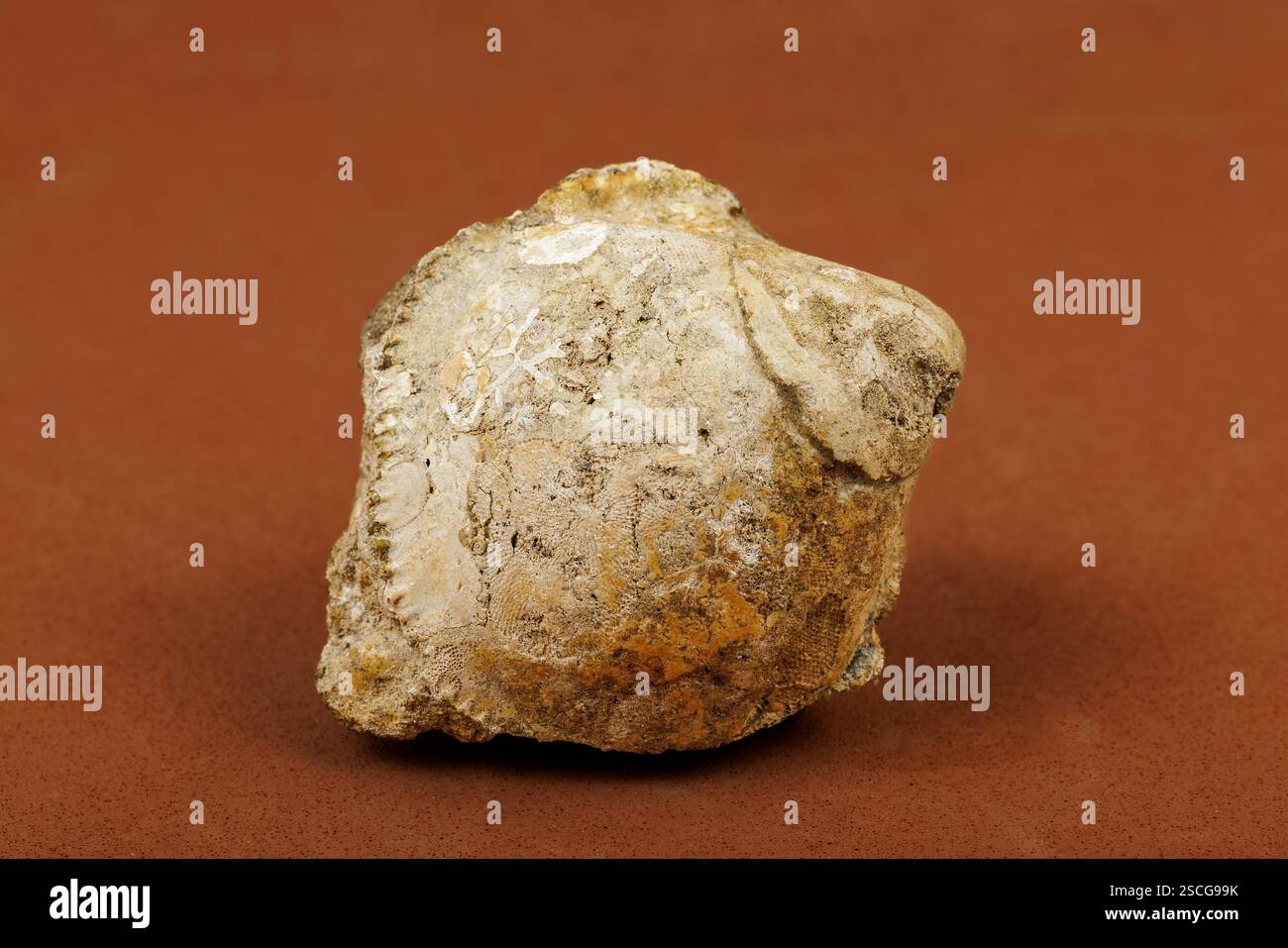 Fossilized seashell embedded in rock, showing detailed textures and ...