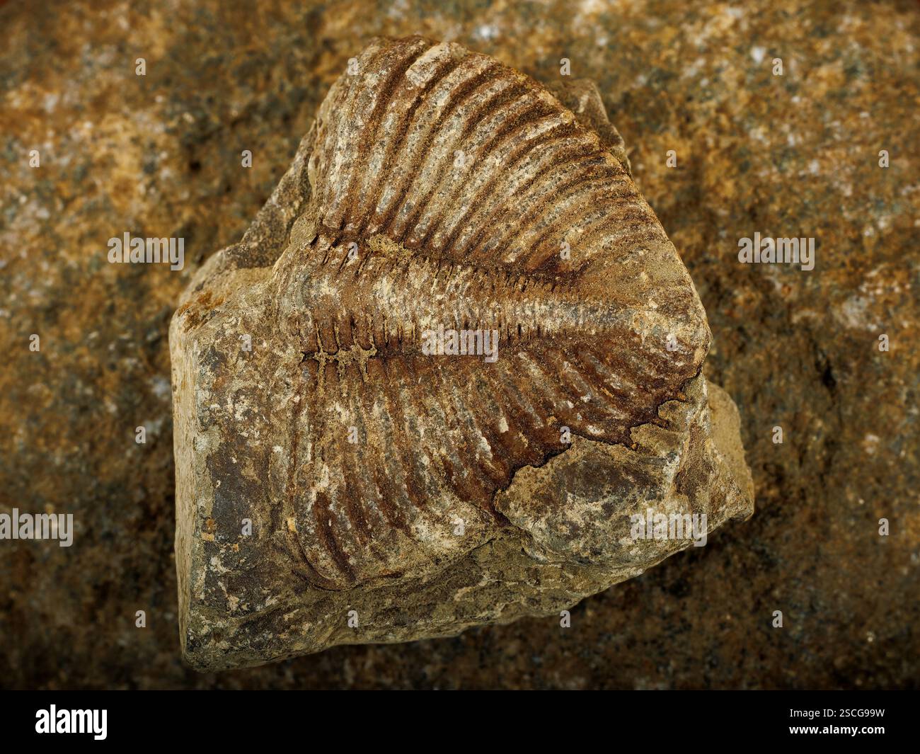 Fossilized trilobite embedded in rock, showcasing intricate details and ...