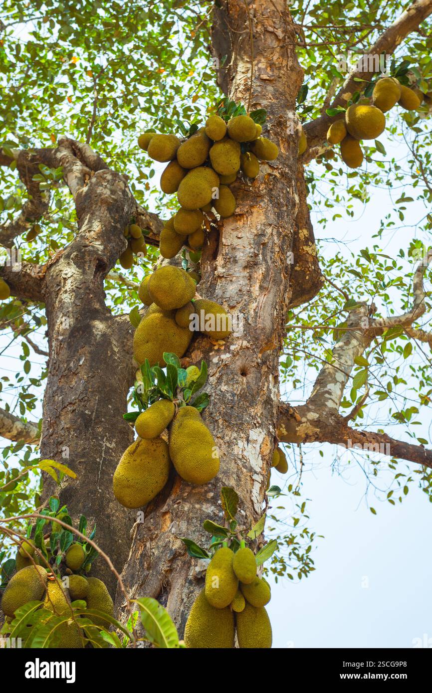 Large jackfruit on the trees in the jungles of India Stock Photo - Alamy