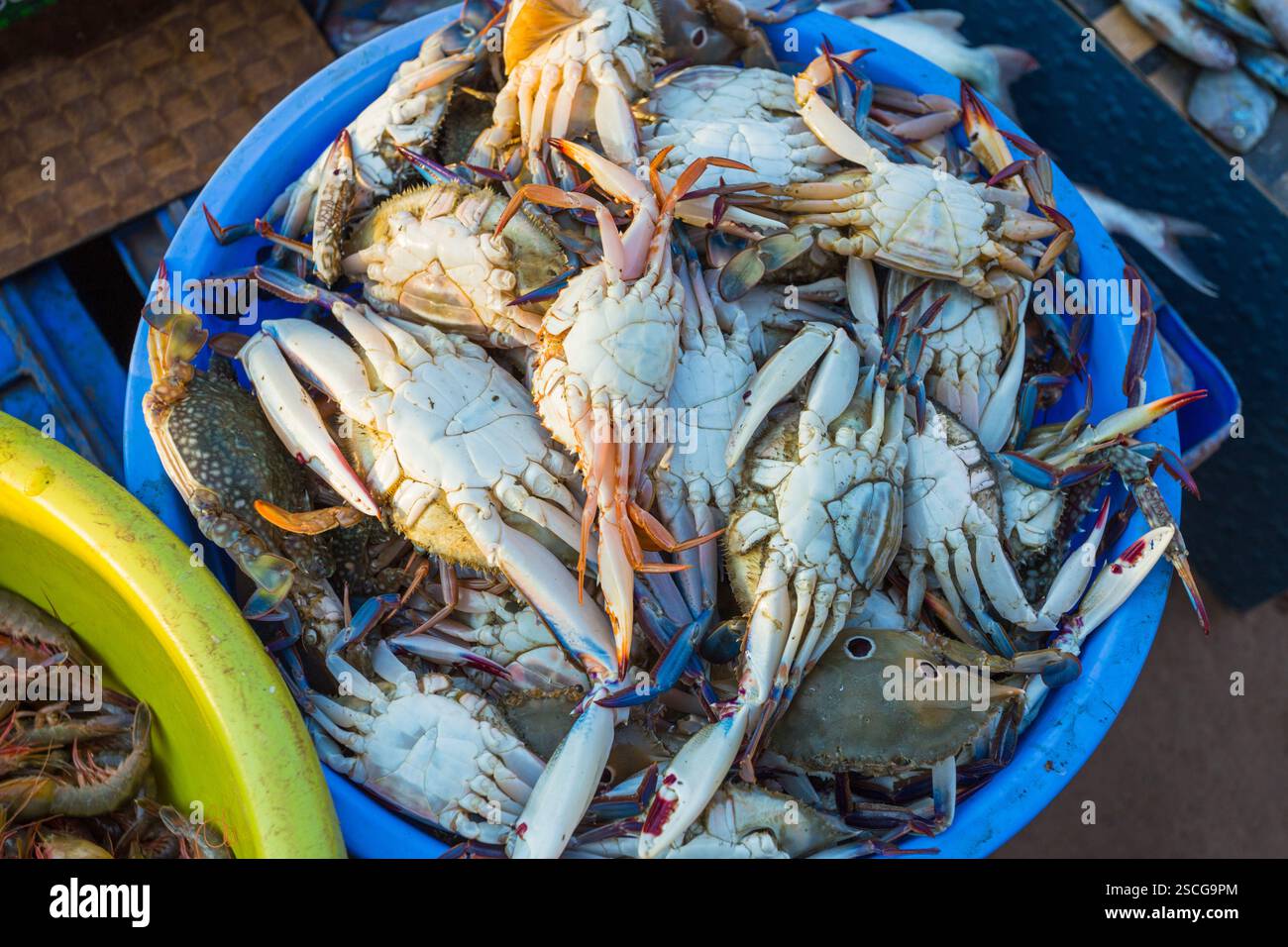 Sale of crabs in the markets of different cities of Goa and other ...