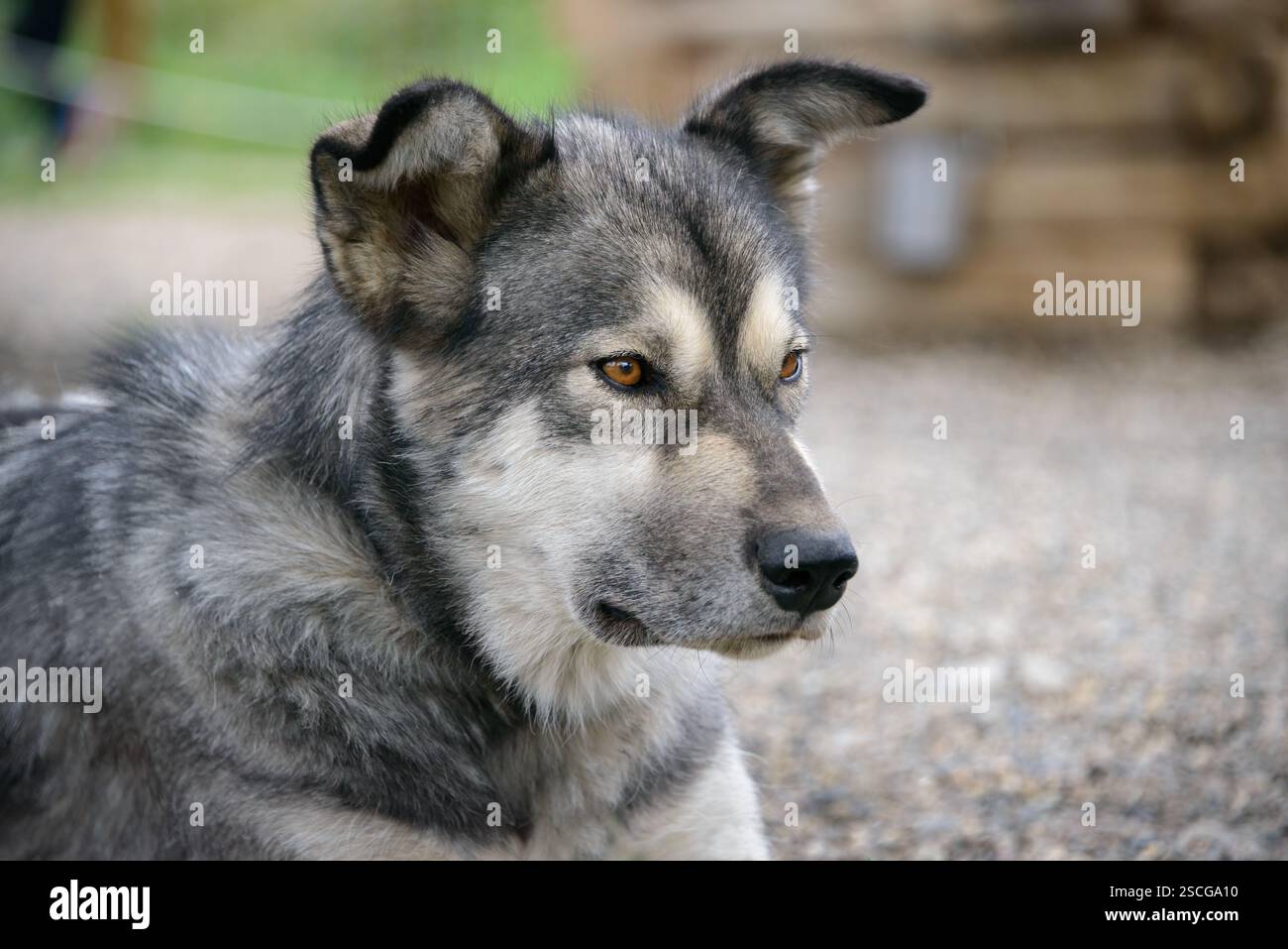 Sled dog resting before the daily demonstration at Denali National Park ...