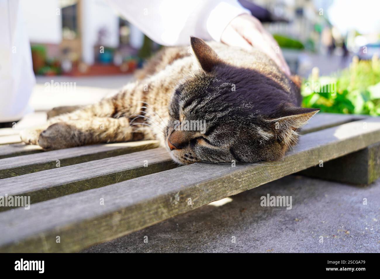Abandoned sleeping cat hi-res stock photography and images - Alamy