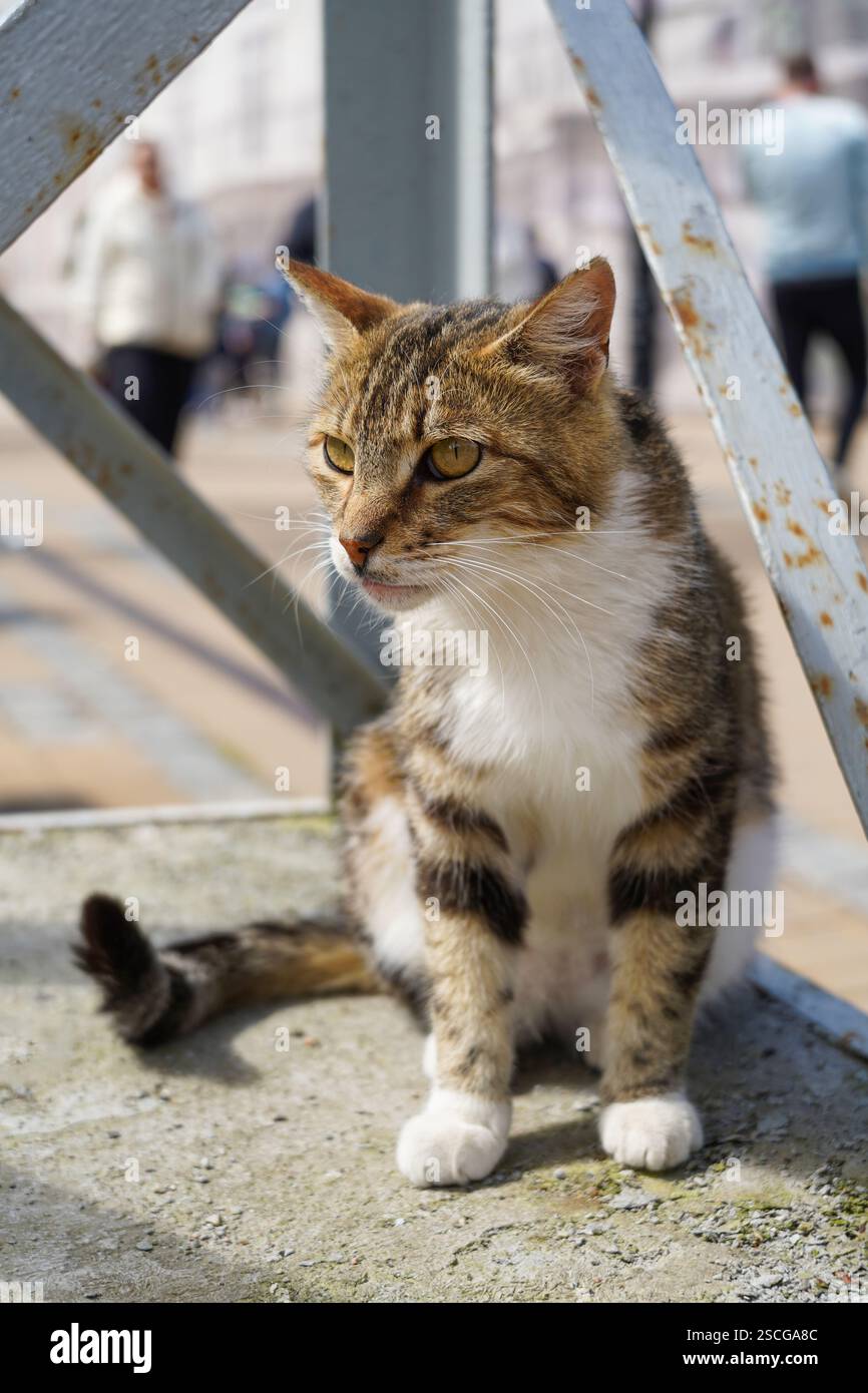 A homeless cute cat in the street Stock Photo - Alamy