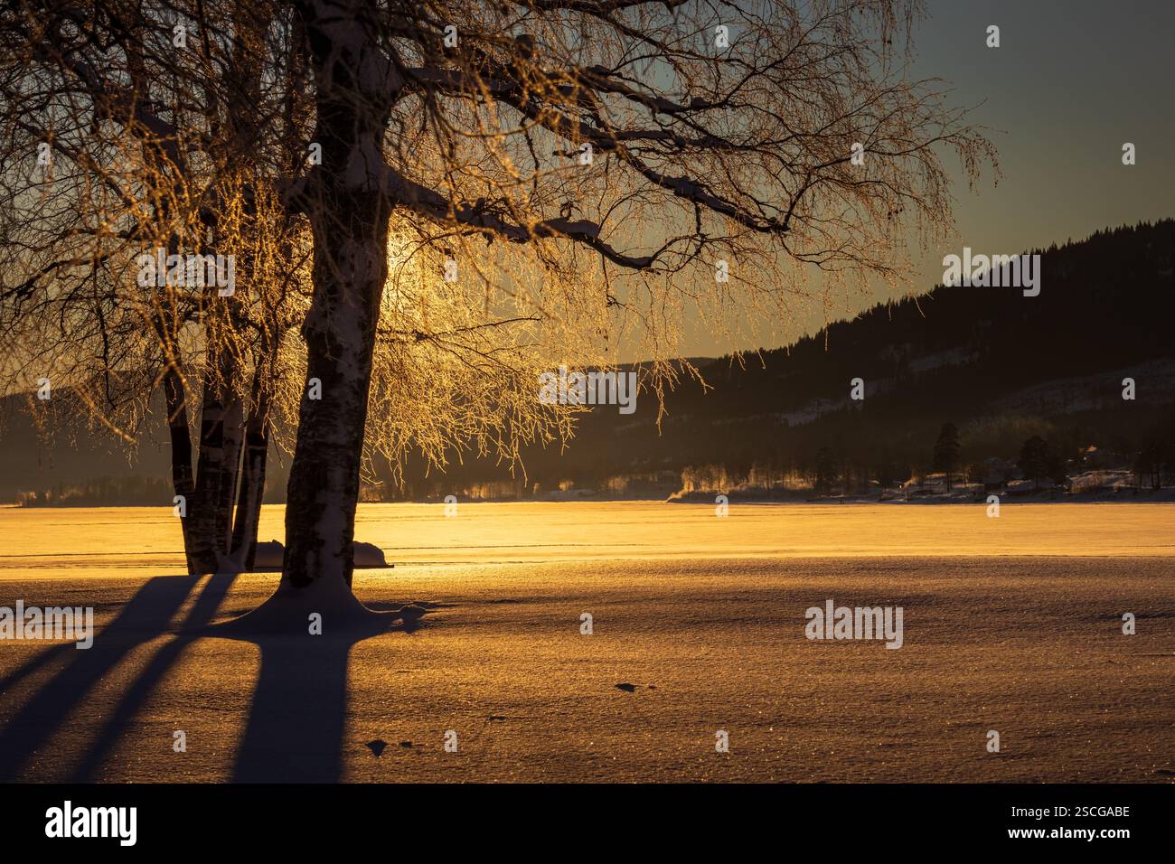 Golden light kisses snow-laden trees as the sun fades. A winter ...