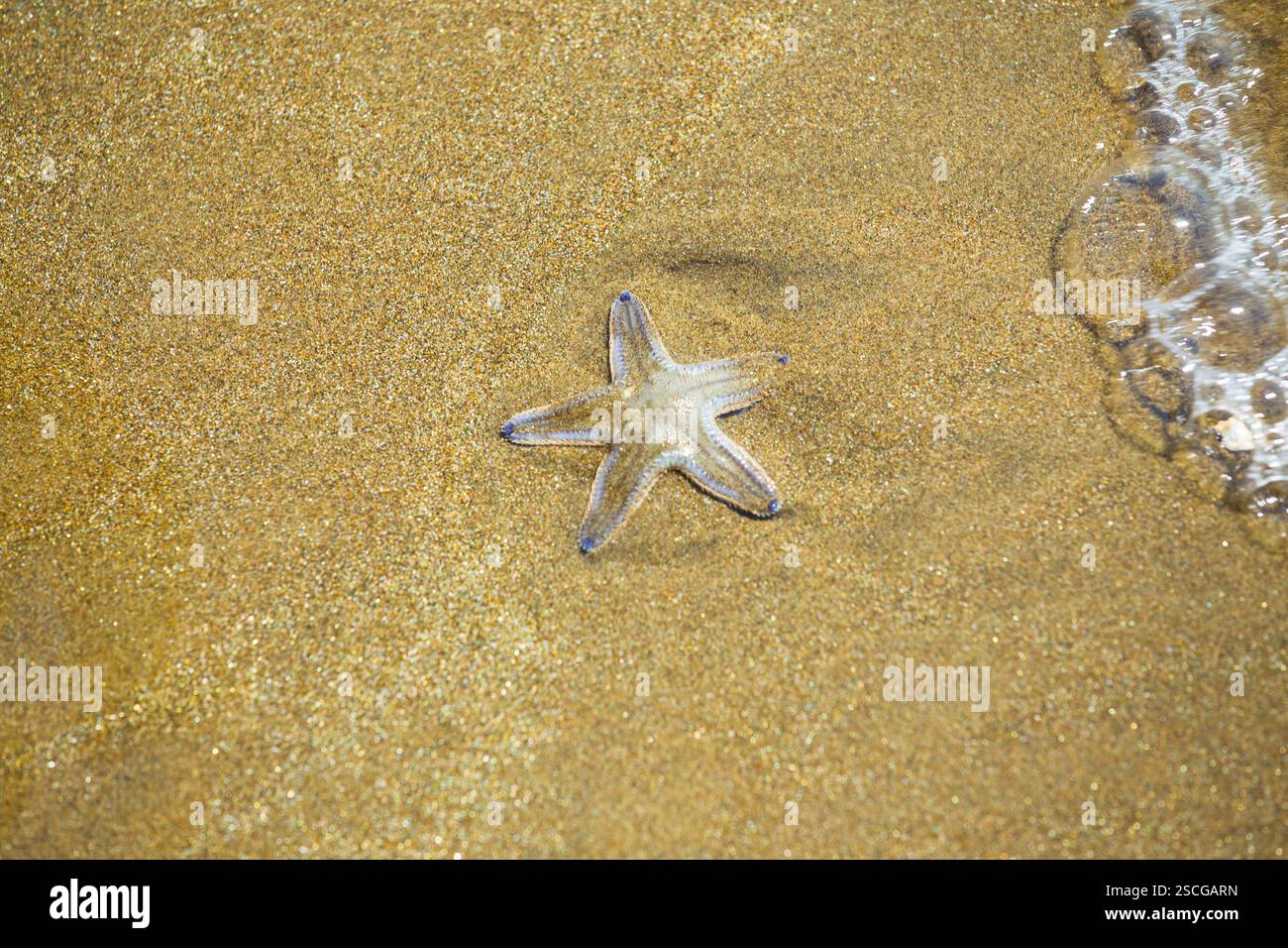 Starfish seashell in water hi-res stock photography and images - Alamy