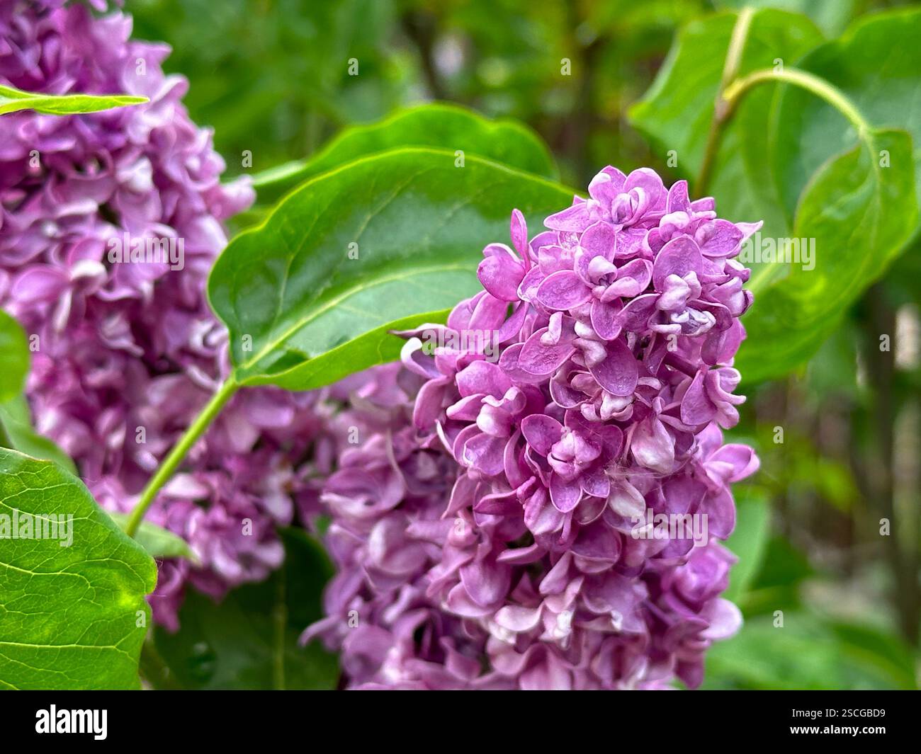 Beautiful flowers of lilac in full blossom in the garden, macro ...