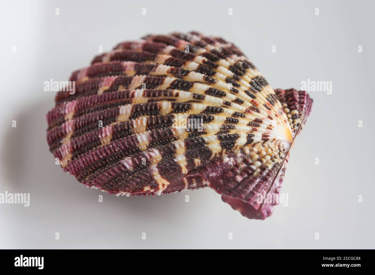 Marine shell from tropical seas Stock Photo - Alamy