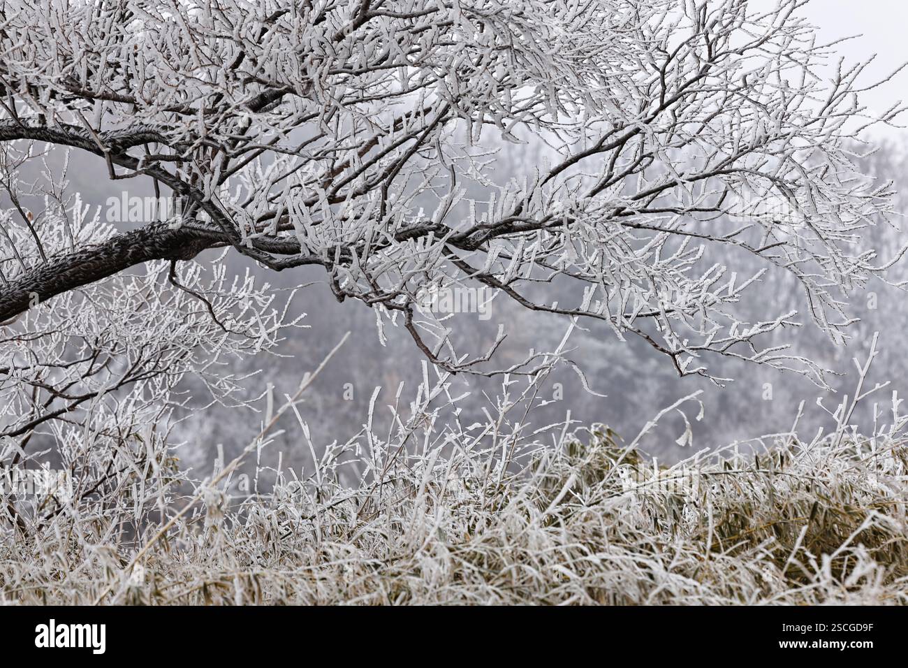 Aerial photo shows the rime scenery in Rizhao City, east China's ...