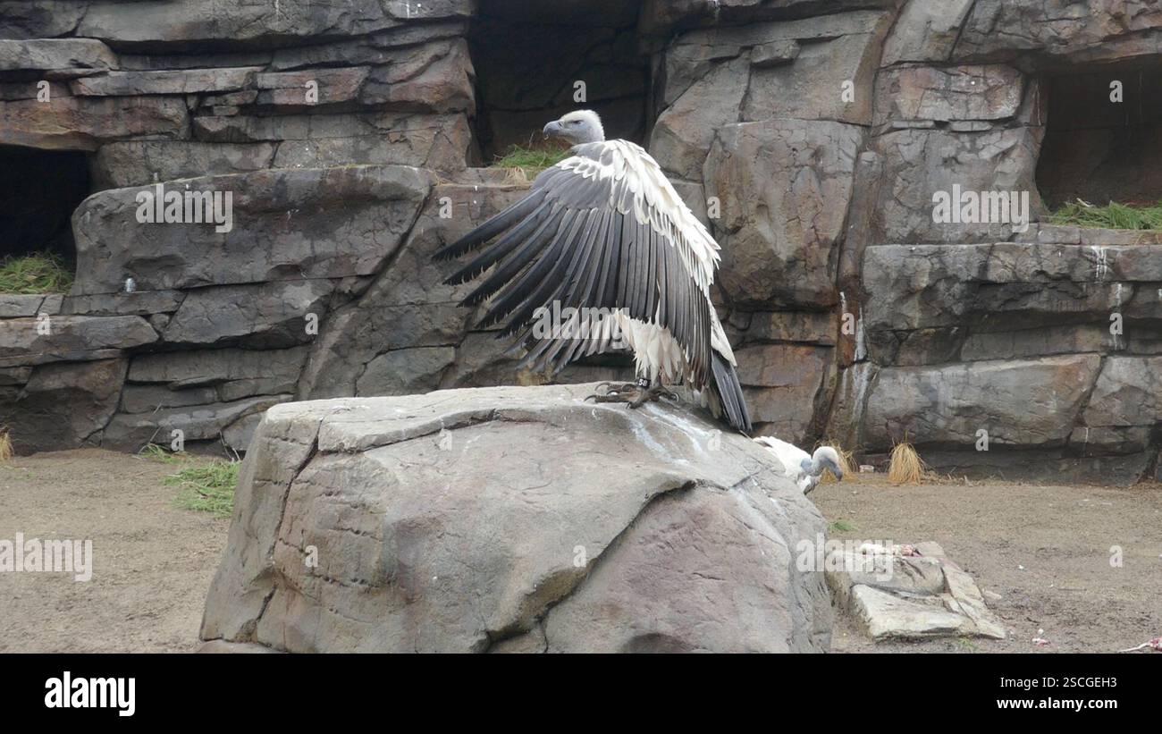 Los Angeles, California, USA 6th February 2025 Cape Vulture in new Cape ...