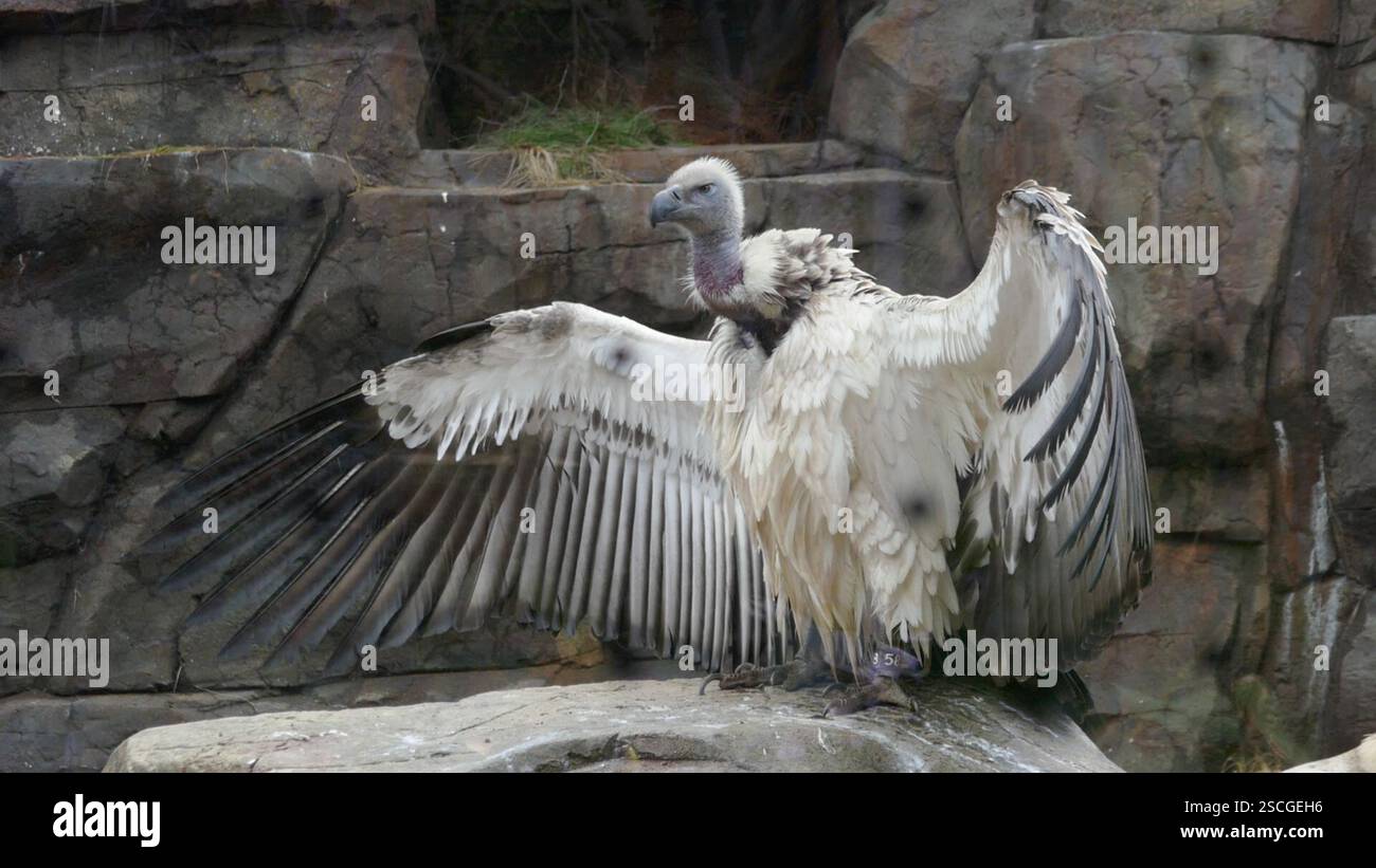 Los Angeles, California, USA 6th February 2025 Cape Vulture in new Cape ...