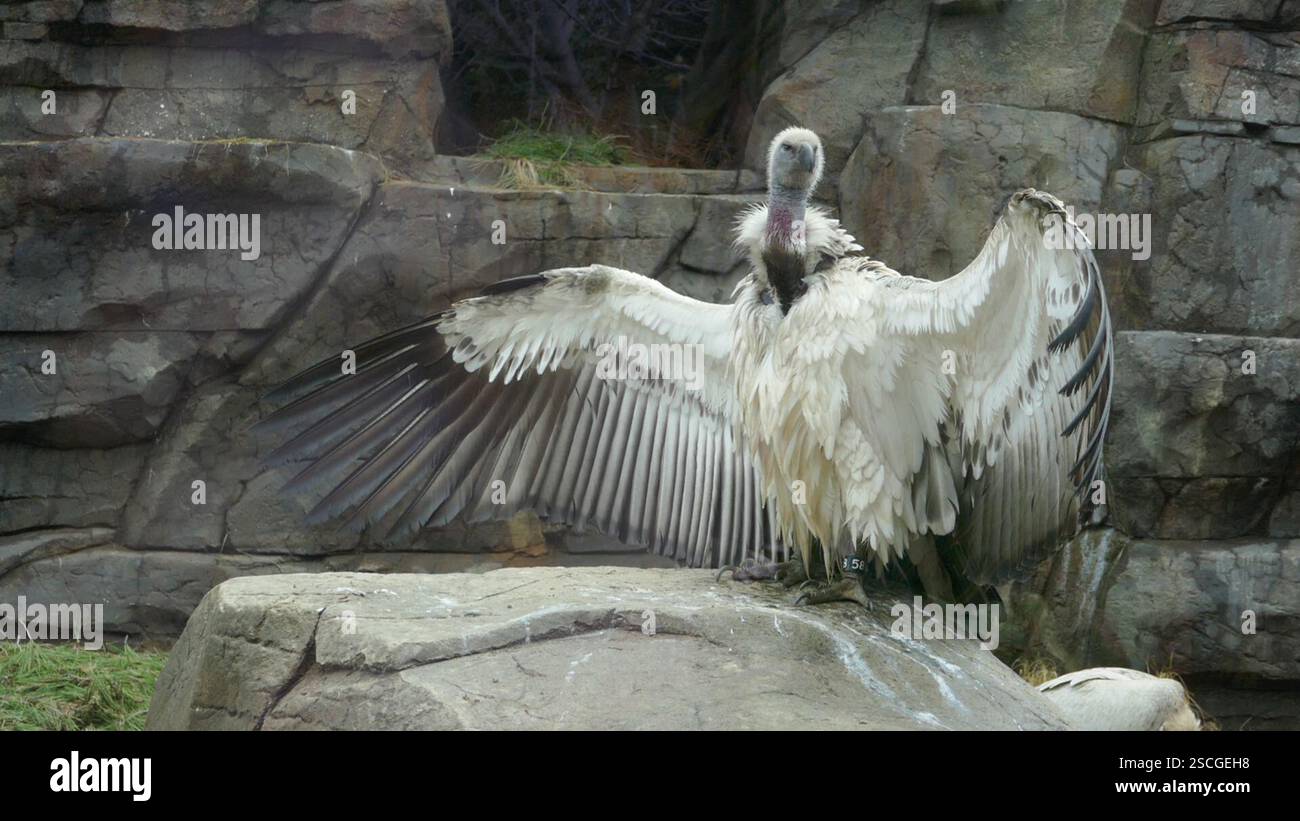 Los Angeles, California, USA 6th February 2025 Cape Vulture in new Cape ...
