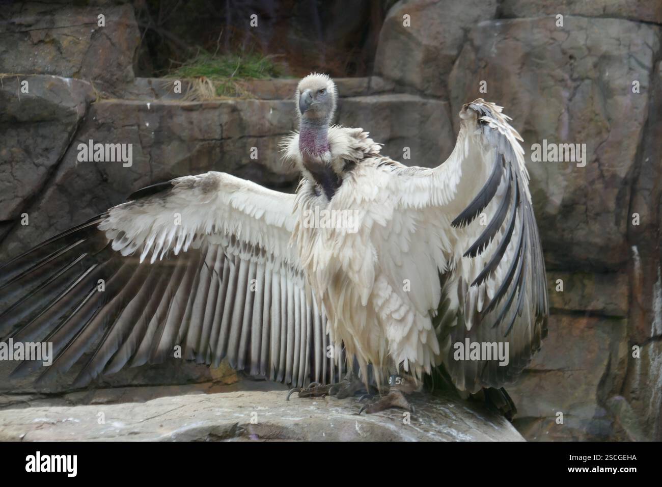 Los Angeles, California, USA 6th February 2025 Cape Vulture in new Cape ...