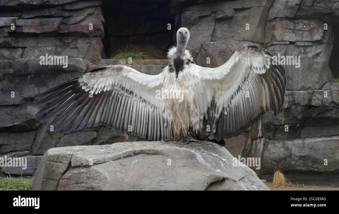 Los Angeles, California, USA 6th February 2025 Cape Vulture in new Cape ...