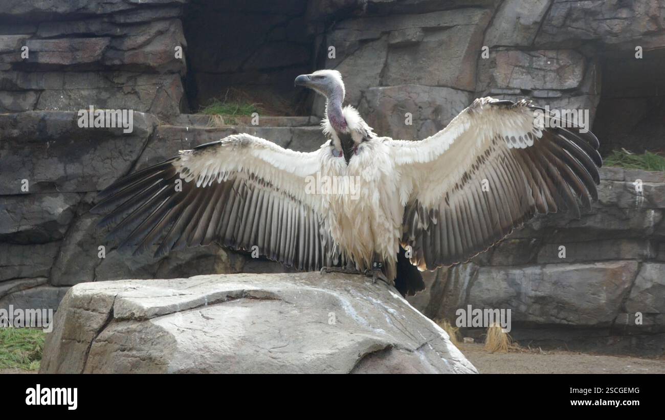 Los Angeles, California, USA 6th February 2025 Cape Vulture in new Cape ...