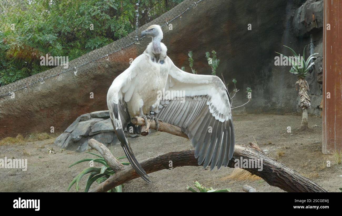 Los Angeles, California, USA 6th February 2025 Cape Vulture in new Cape ...