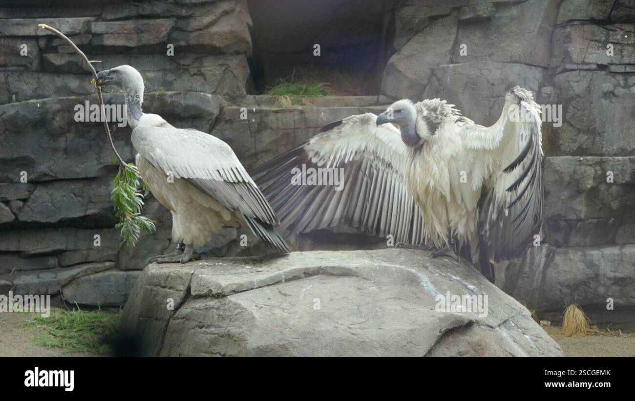 Los Angeles, California, USA 6th February 2025 Cape Vulture in new Cape ...