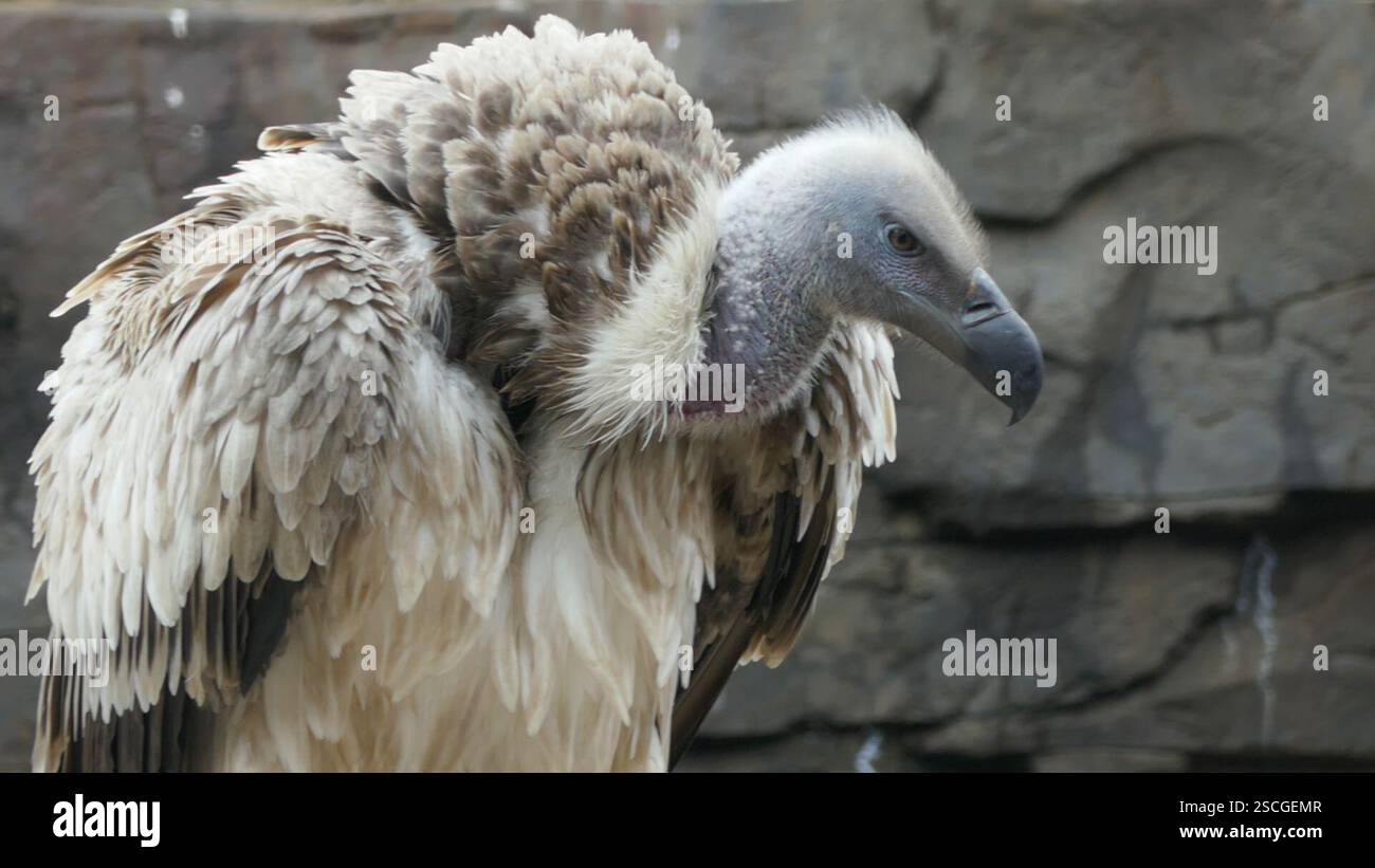 Los Angeles, California, USA 6th February 2025 Cape Vulture in new Cape ...