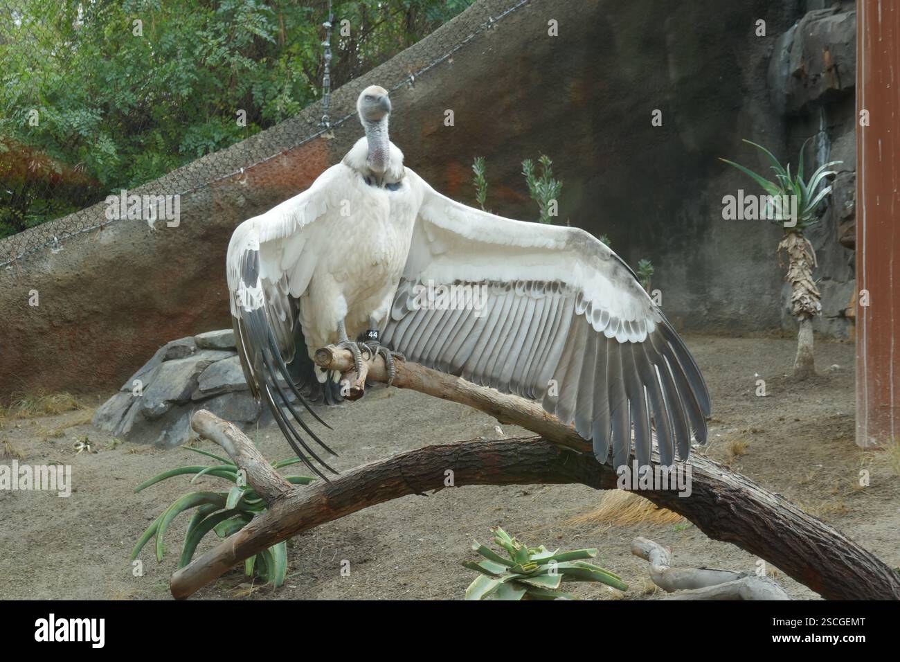 Los Angeles, California, USA 6th February 2025 Cape Vulture in new Cape ...