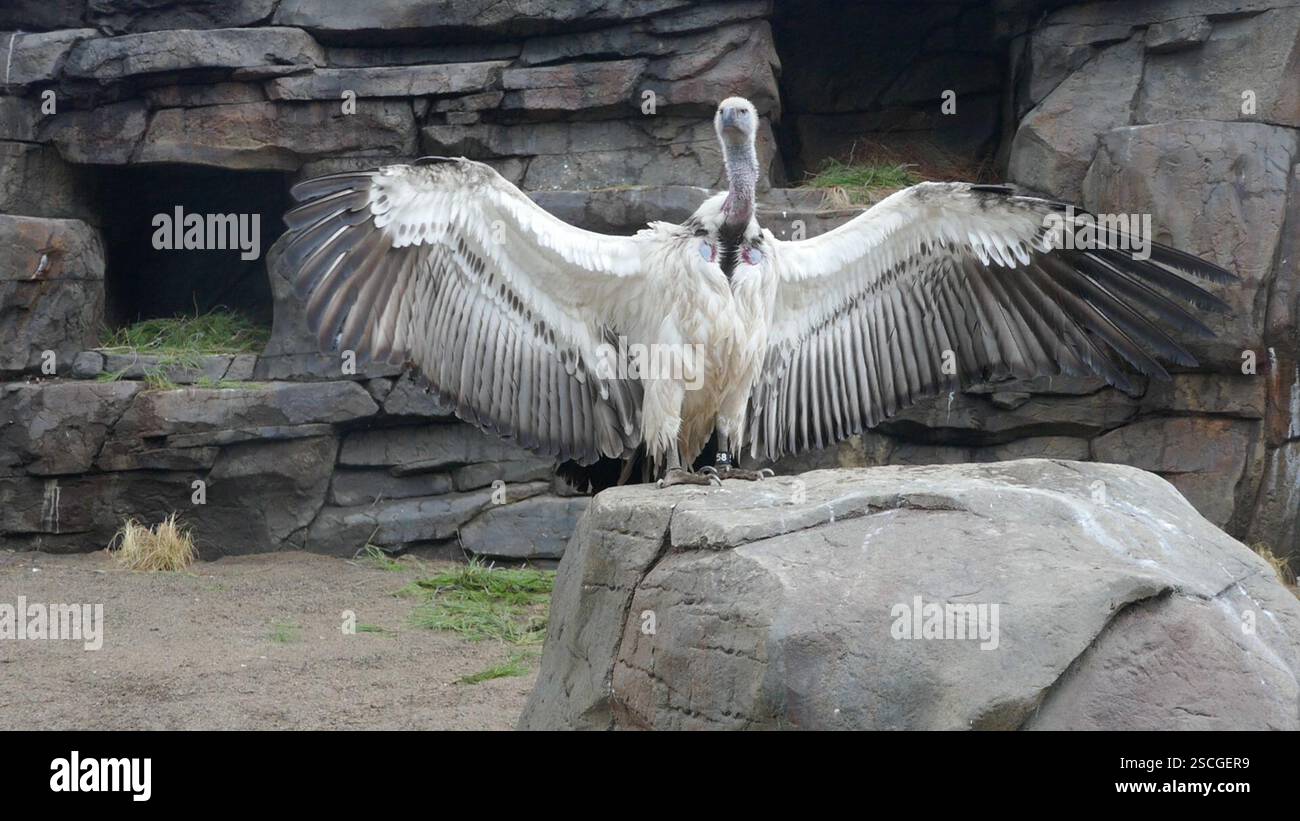 Los Angeles, California, USA 6th February 2025 Cape Vulture in new Cape ...