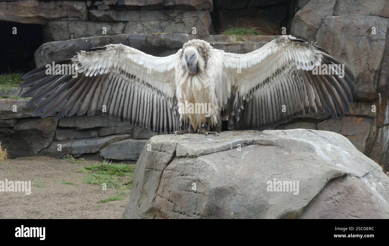 Los Angeles, California, USA 6th February 2025 Cape Vulture in new Cape ...
