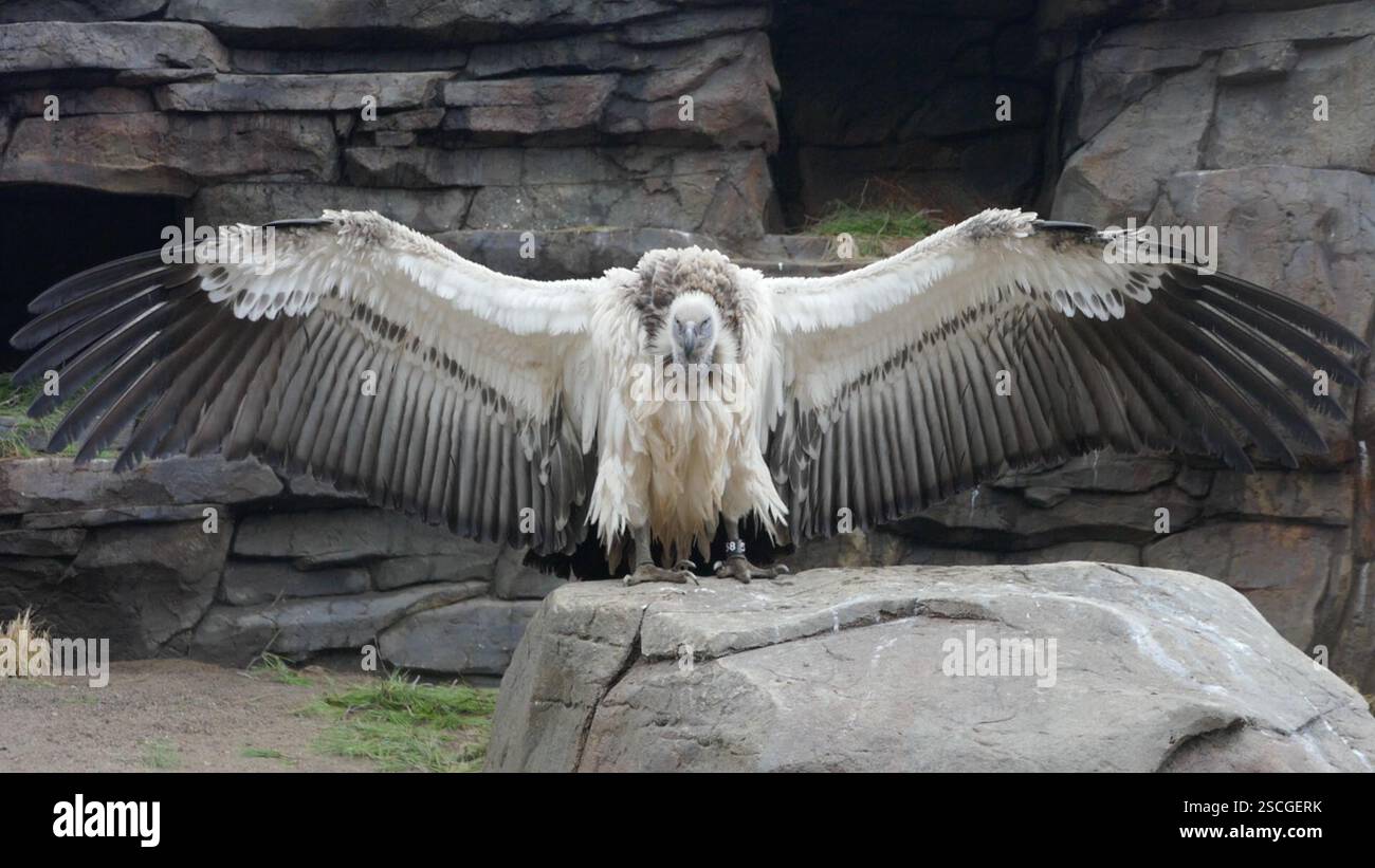 Los Angeles, California, USA 6th February 2025 Cape Vulture in new Cape ...