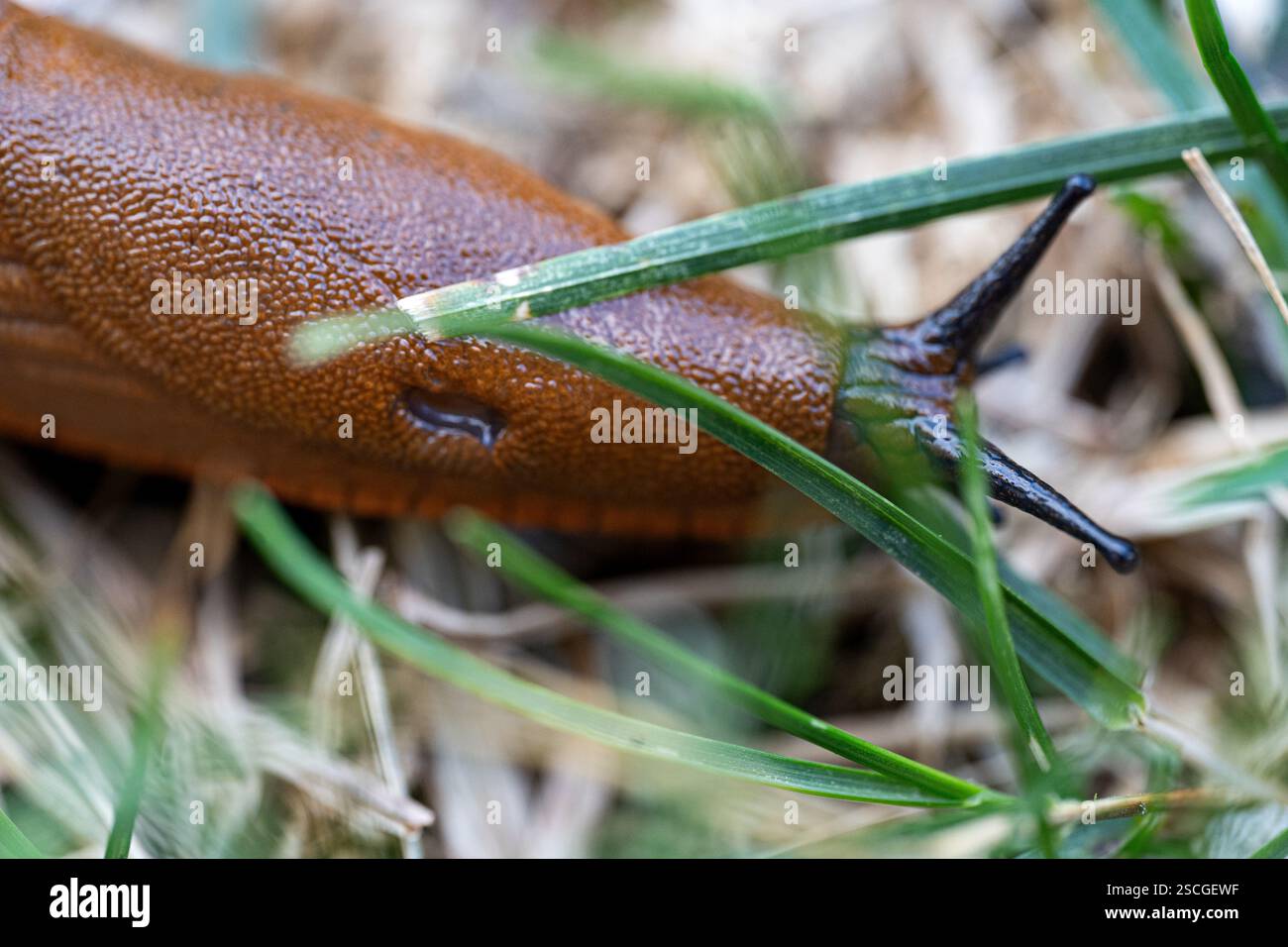 Spanish orange slug invasing, harming parasites, macro shooting Stock ...