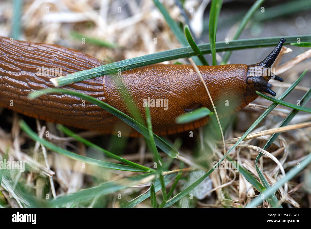 Spanish orange slug invasing, harming parasites, macro shooting Stock ...