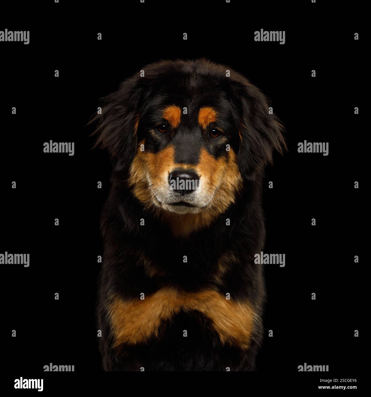 Mongol bankhar hi-res stock photography and images - Alamy