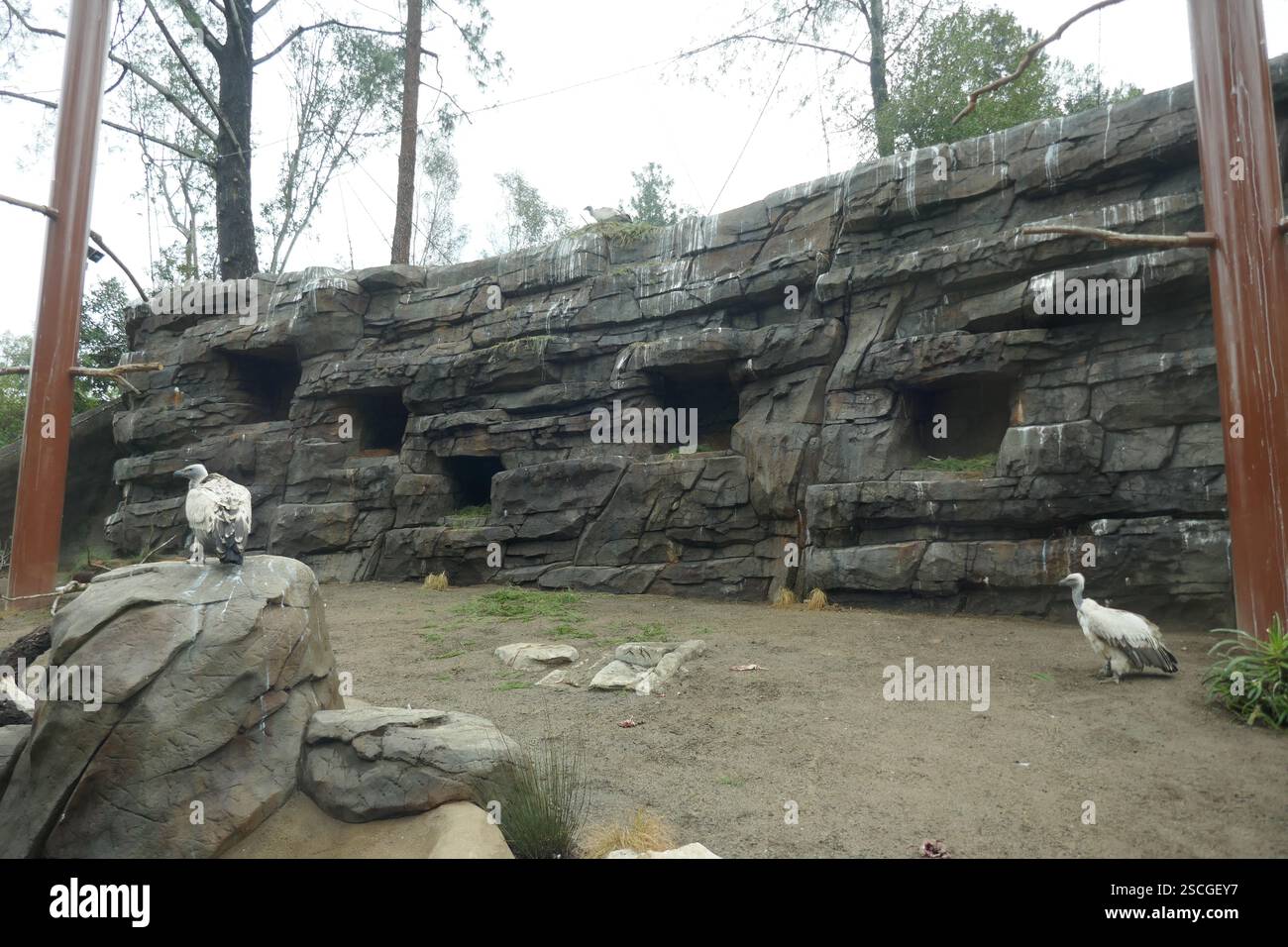 Los Angeles, California, USA 6th February 2025 Cape Vultures in new ...