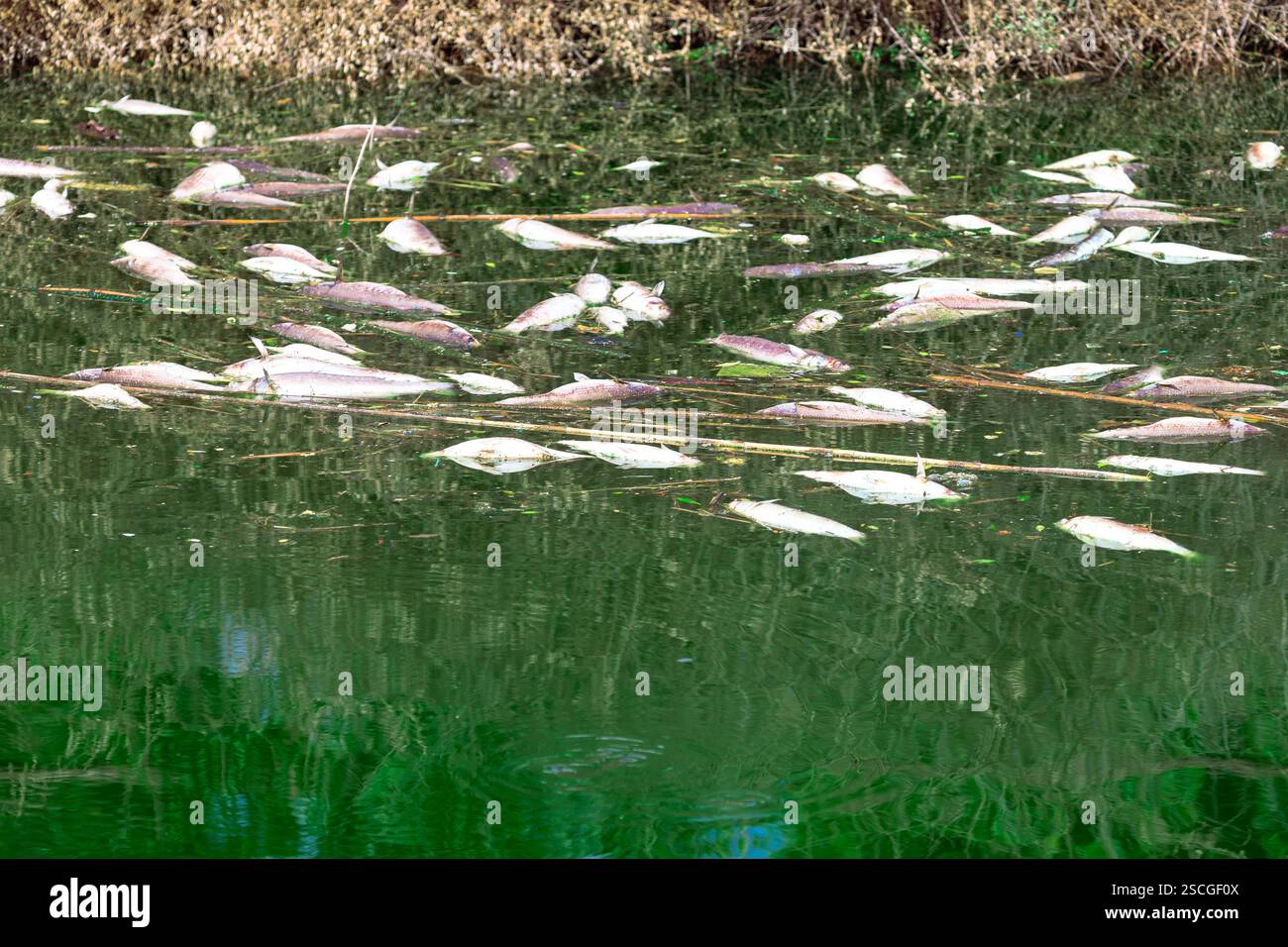 Polluted lake with numerous dead fish floating on surface, reflecting ...